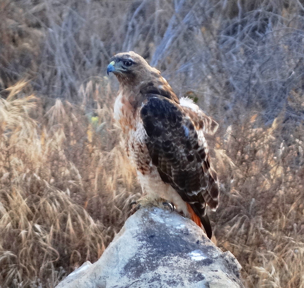 Red Tail Hawk at Dusk Tonight! – Cindy Knoke