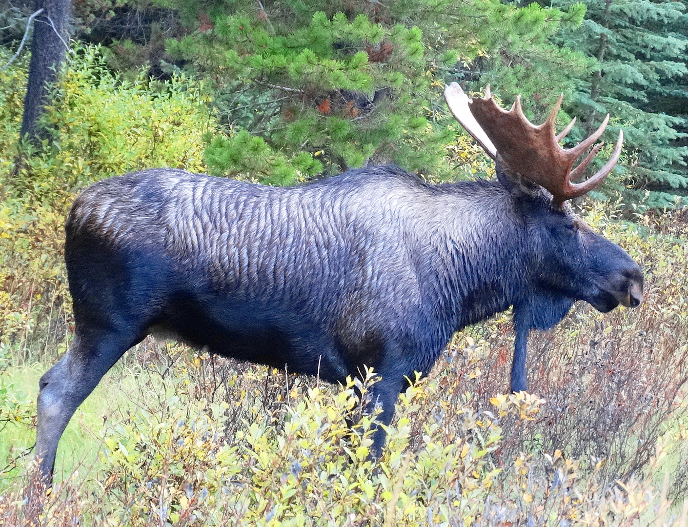 Wildlife Jasper National Park: Pt. I – Cindy Knoke