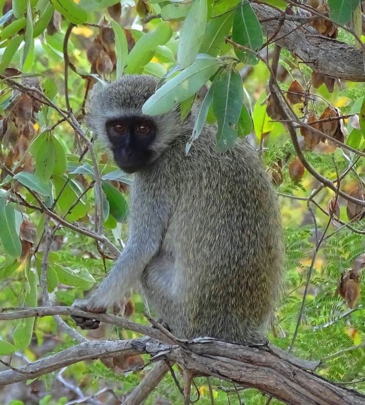 Critter Close Ups~ – Cindy Knoke