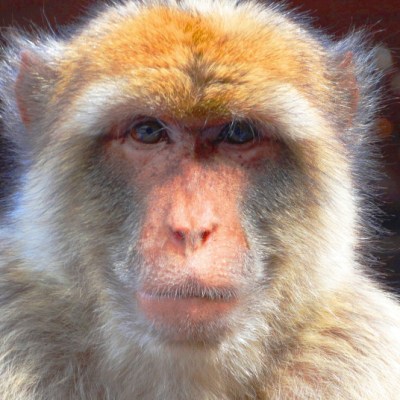 Drooping Flowers and the Hat-Pin Trick – Gardening Nirvana